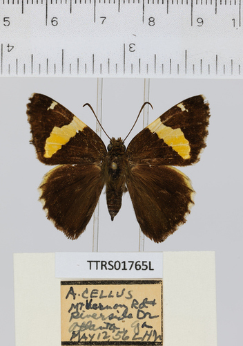 Golden-banded Skipper (Butterflies of Alabama) · iNaturalist