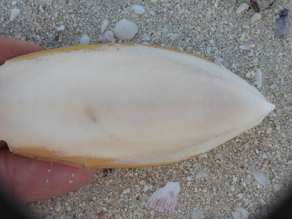 Pharaoh Cuttlefish from Najmah, Ras Tanura Saudi Arabia on March 1 ...
