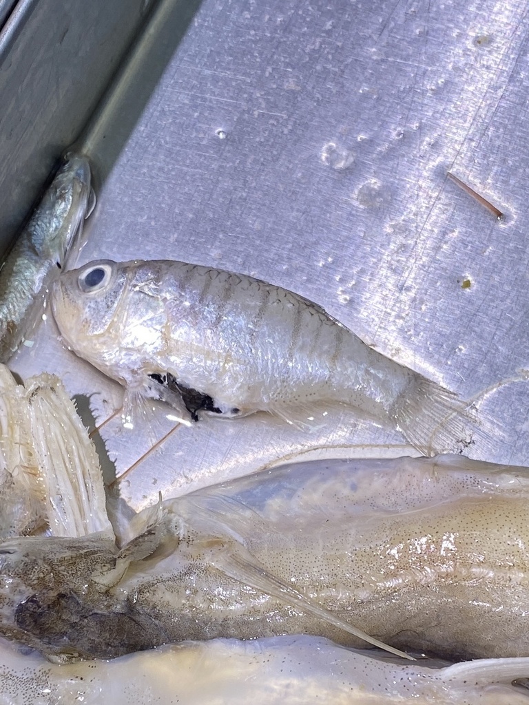 Jaydia lineata from 保利·茉莉公馆, 北京市, CN on March 14, 2022 at 12:22 PM by ...