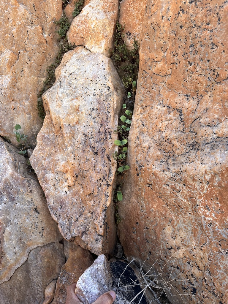 Gariep Candelabra in February 2024 by Hafeez Sonday · iNaturalist