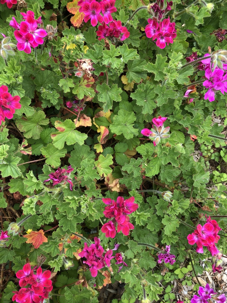 Geranium family from San Francisco State University, San Francisco, CA ...