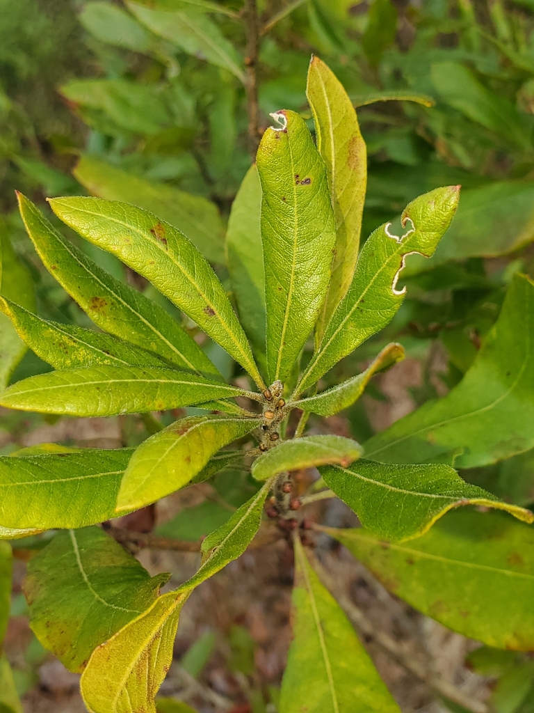 southern bayberry in March 2024 by Jonathan Irons. Broad leaves, hairy ...