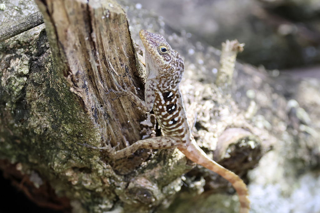 Dominican Anole from Saint Peter Parish, Dominica on January 31, 2024 ...
