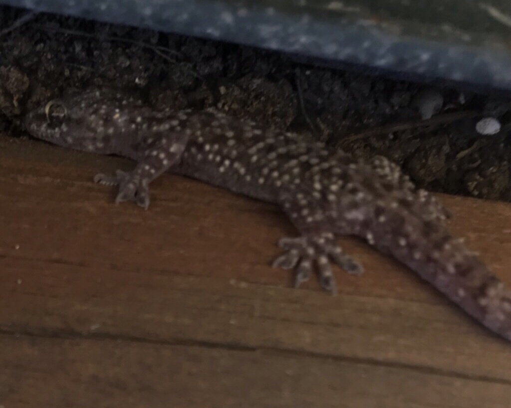 Mediterranean House Gecko from 3500 Trickling Crk, McKinney, TX, US on ...