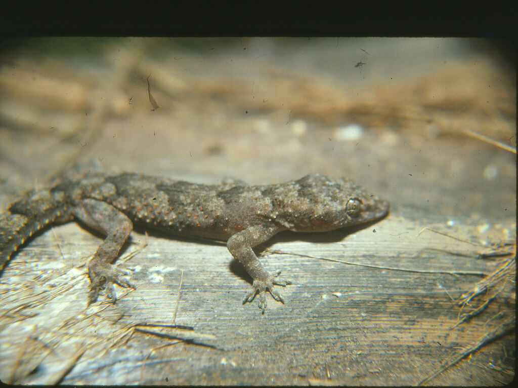 Tropical House Gecko from Caracaraí - State of Roraima, 69360-000 ...