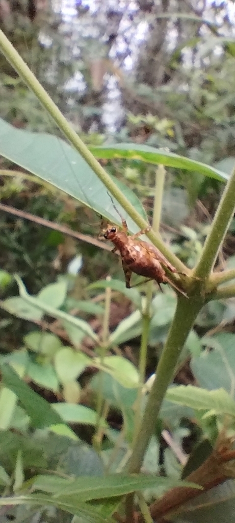 Spider Crickets and Allies from Vila Rica, Magé - RJ, Brasil on March ...