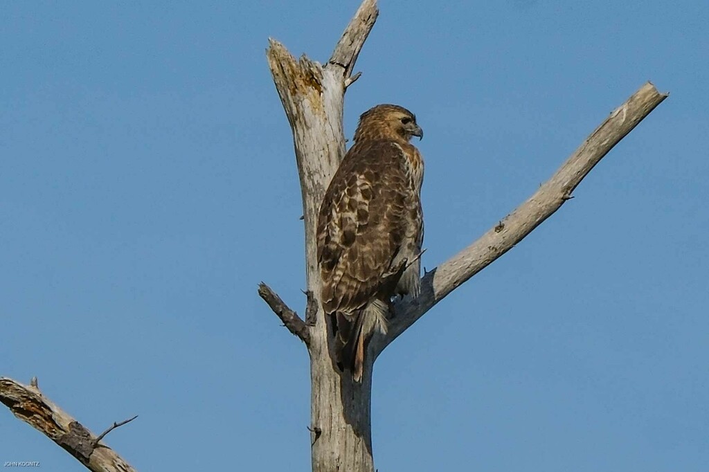 Red-tailed Hawk from Accomack County, VA, USA on March 13, 2024 at 08: ...
