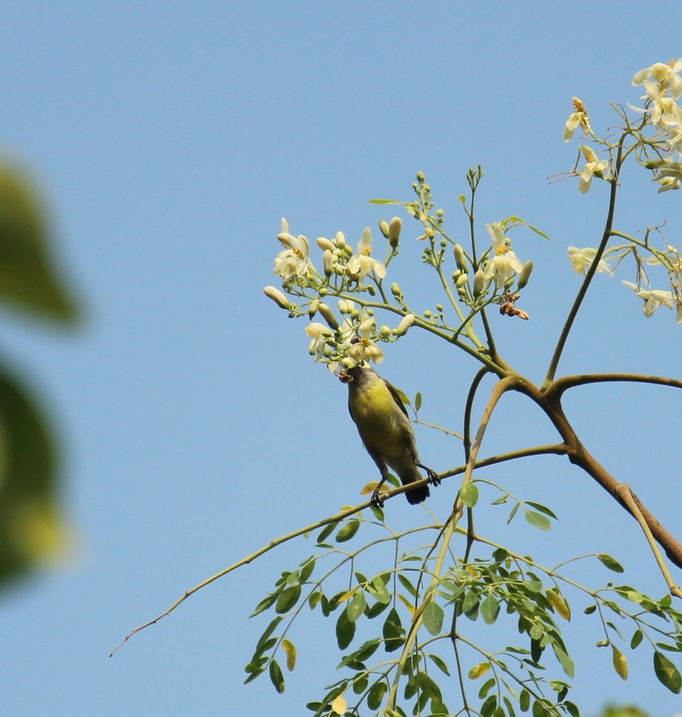 Something from Ramanthali on March 15, 2024 by Sindhu Haridas. Bird ...