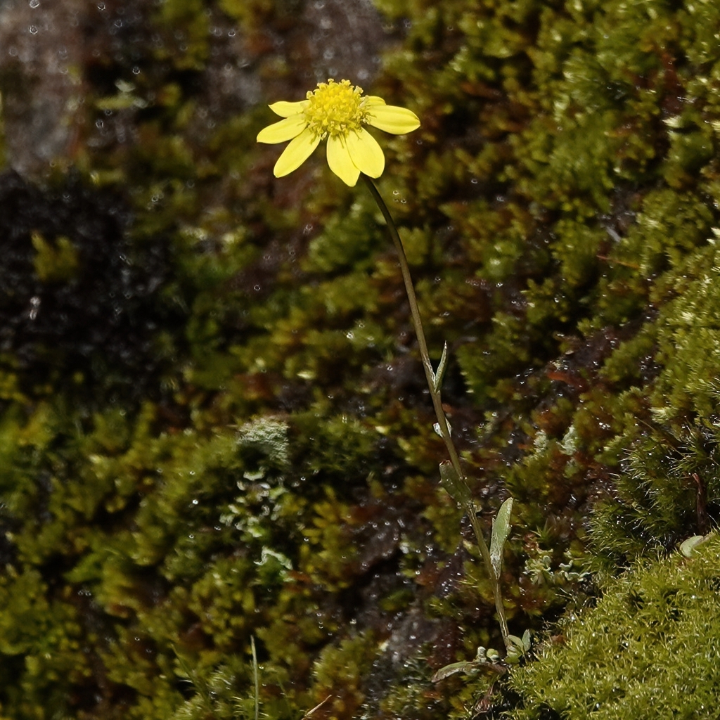 spring gold from Nanaimo, BC, Canada on March 14, 2024 at 02:07 PM by ...
