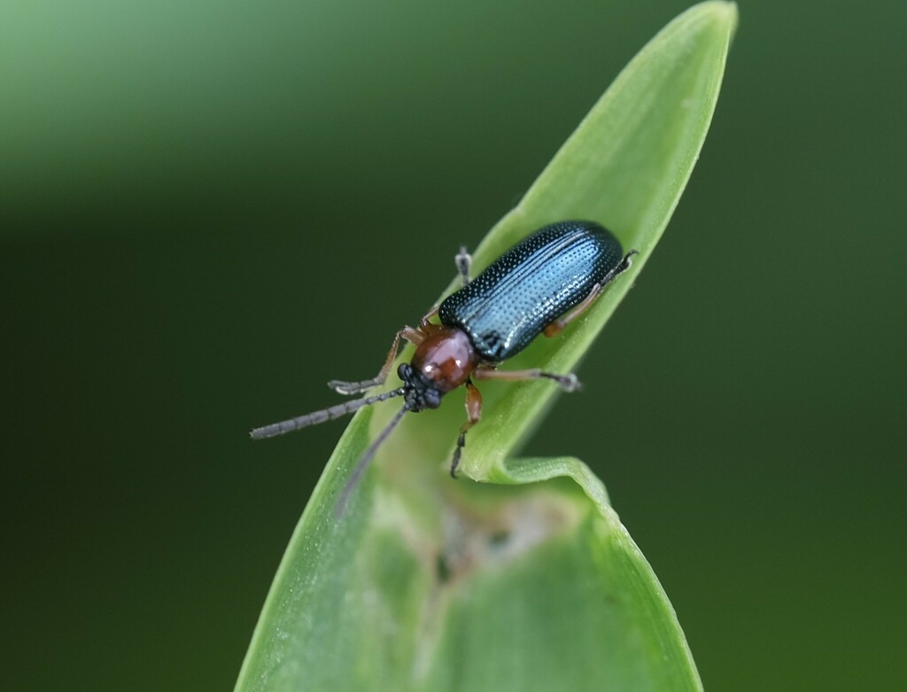 Oulema melanopus from 30890 Barsinghausen-Holtensen bei Barsinghausen ...
