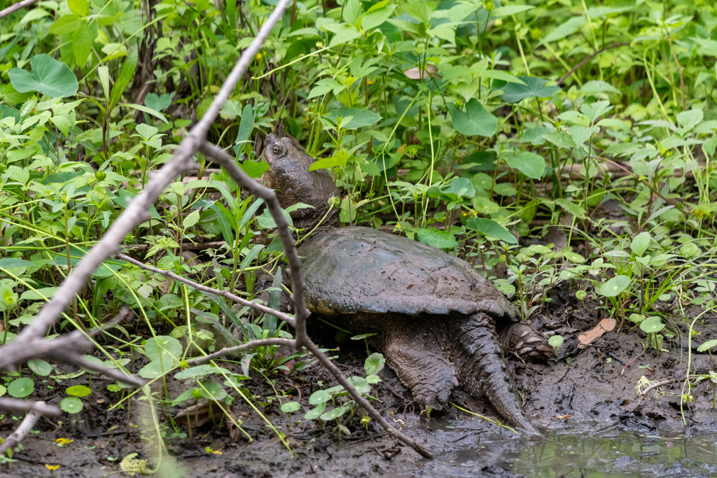 Common Snapping Turtle from White Oak Dr, Houston, TX, US on March 15 ...