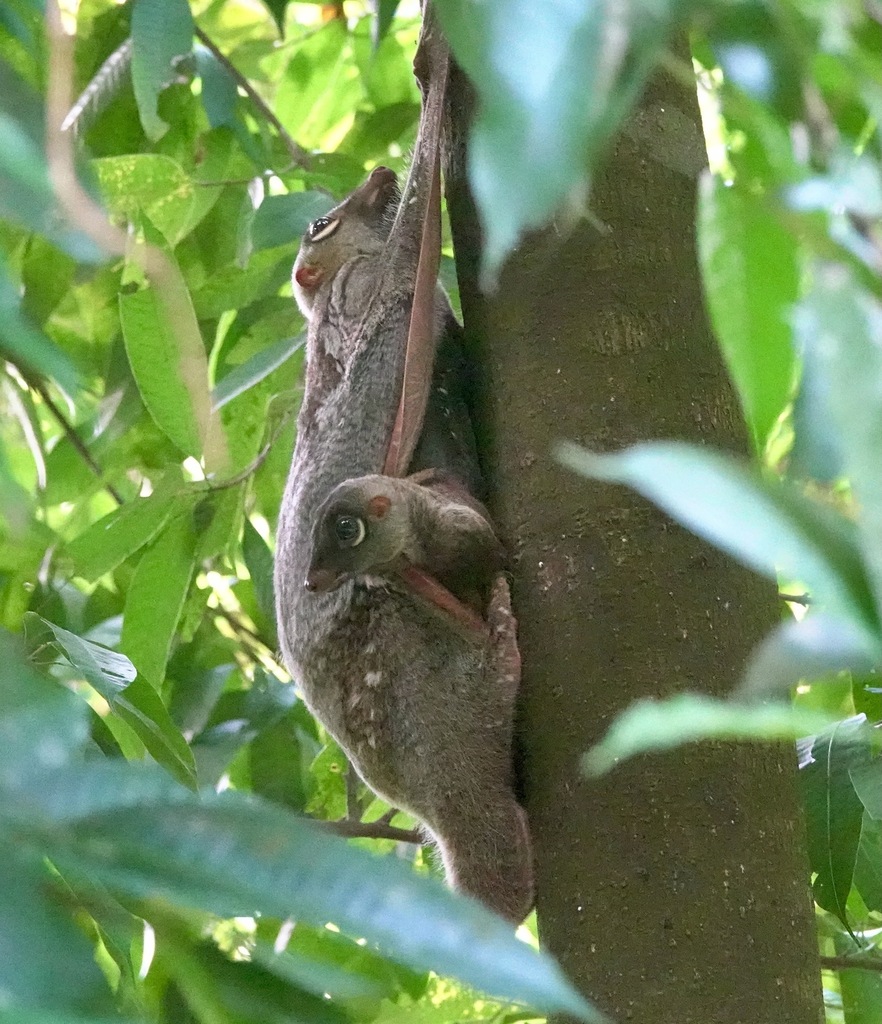 Sunda Colugo from Hindhede Nature Park, Singapore on March 14, 2024 at ...