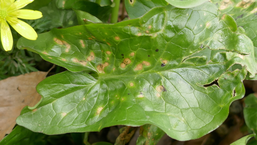 Phyllosiphon ari from 22630 Saint-André-des-Eaux, France on March 15 ...