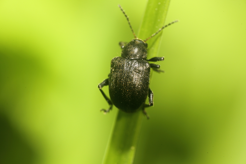 Western Grape Rootworm from 6330 Padborg, Dänemark on May 20, 2022 at ...