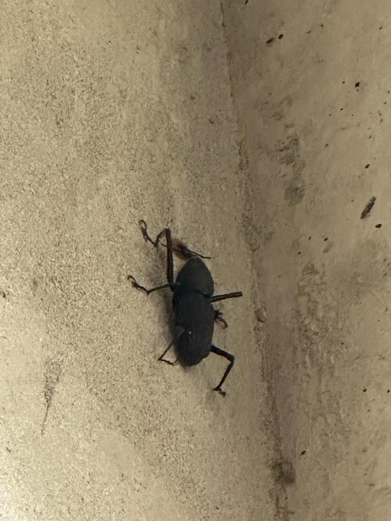 Bearded Weevil from Piedecuesta, Piedecuesta, Santander, CO on March 14 ...