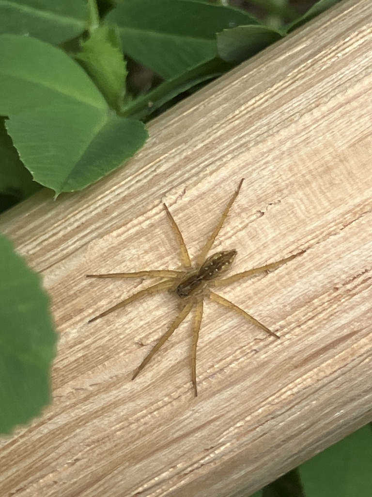 Six-spotted Fishing Spider from SH-332, Lake Jackson, TX, US on March ...