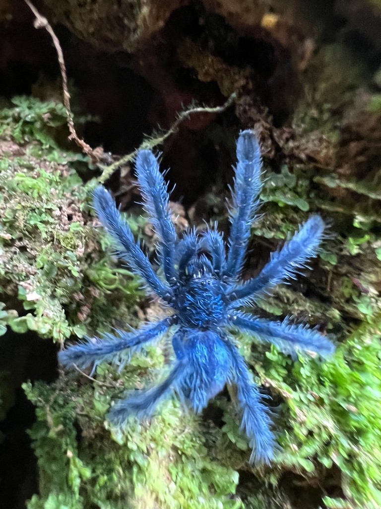Puerto Rican Pinktoe Tarantula from Puerto Rico, Dorado, Puerto Rico ...