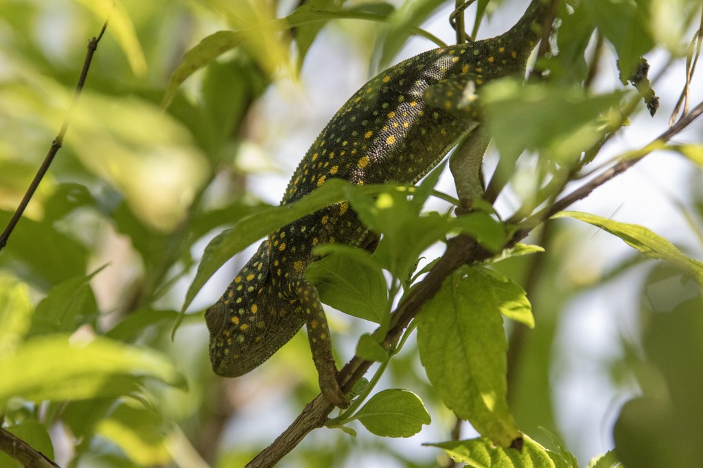 Flap-necked Chameleon from Kusini, Tanzania on March 7, 2024 at 01:29 ...