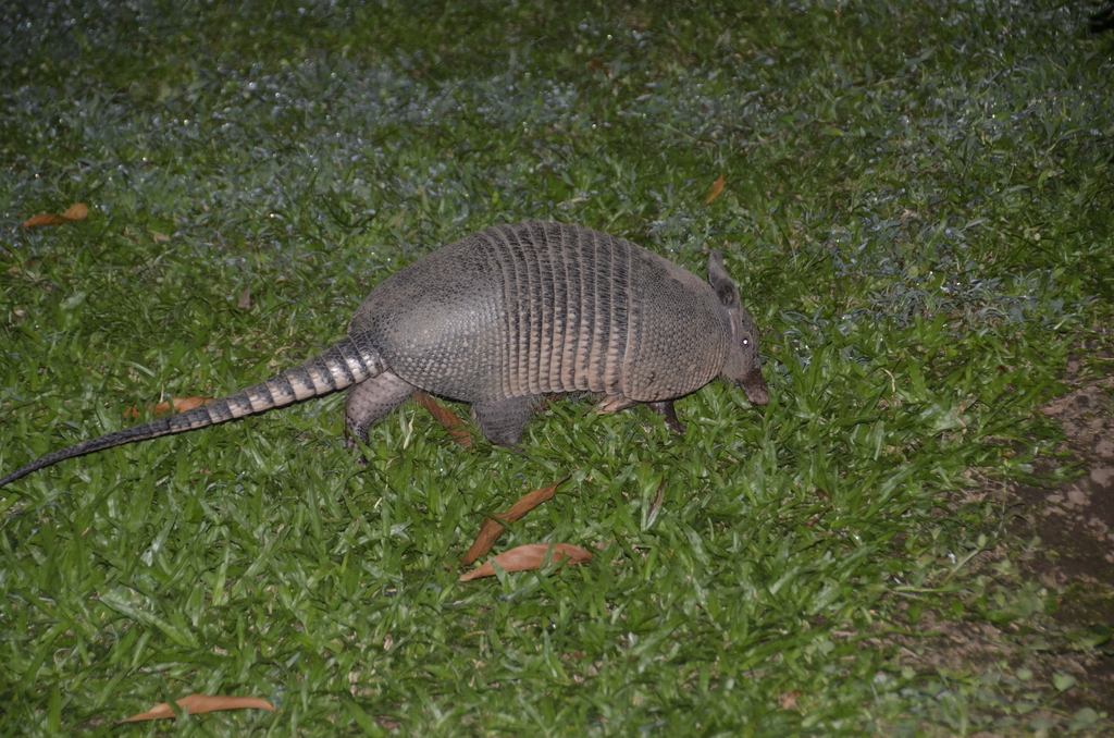 Nine-banded Armadillo from Alajuela Province, San Carlos, Costa Rica on ...