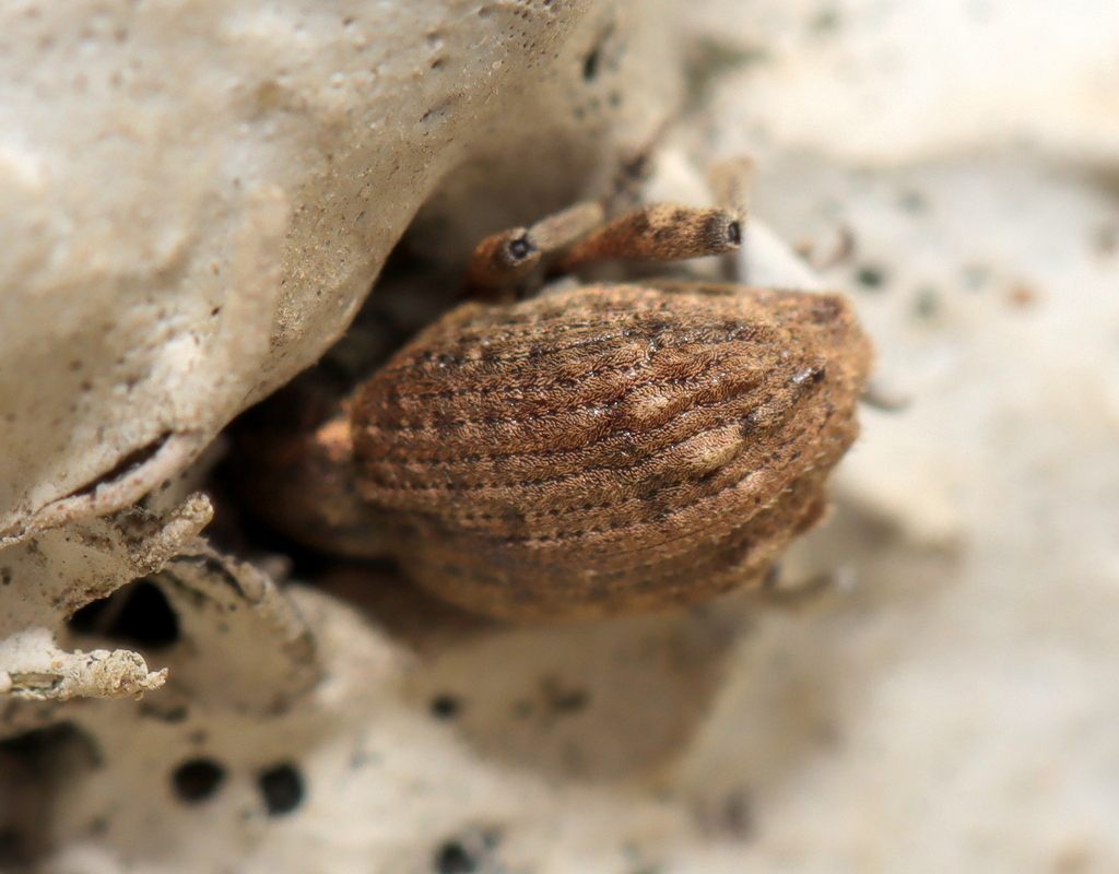 Garden Weevil from Karindal, Stellenbosch, 7600, South Africa on March ...