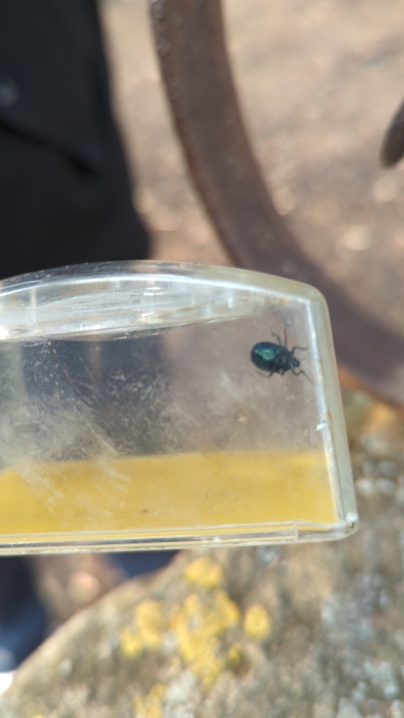 Blue Shield Bug from Moià on March 15, 2024 at 06:30 PM by ...