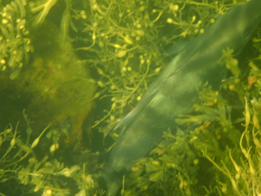 Banded Rudderfish from Popes Harbour, NS, Canada on August 3, 2023 at ...