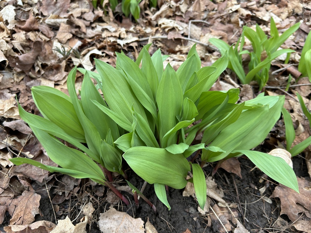 wild leek in March 2024 by Zach Skubiszewski · iNaturalist
