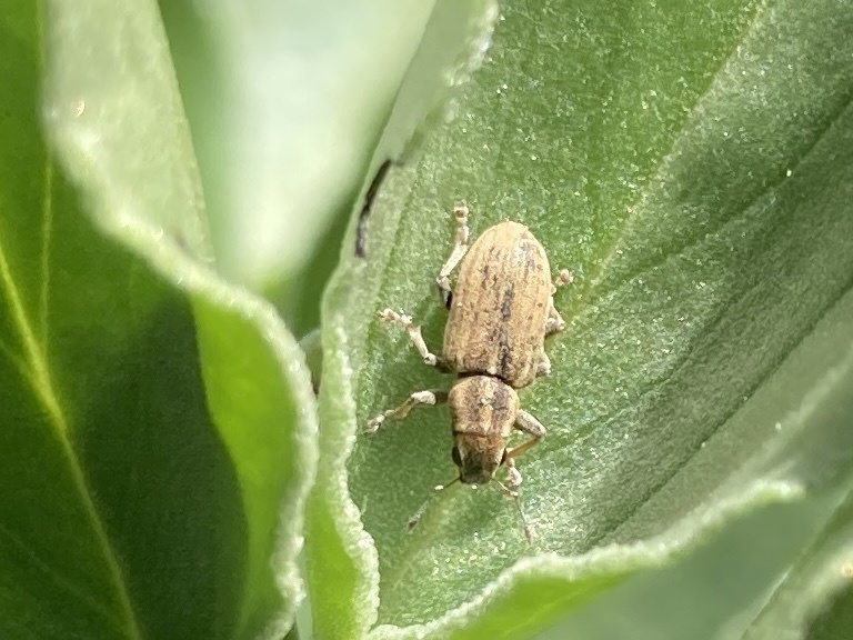 Pea Weevil from S 42nd St, Richmond, CA, US on March 15, 2024 at 10:45 ...