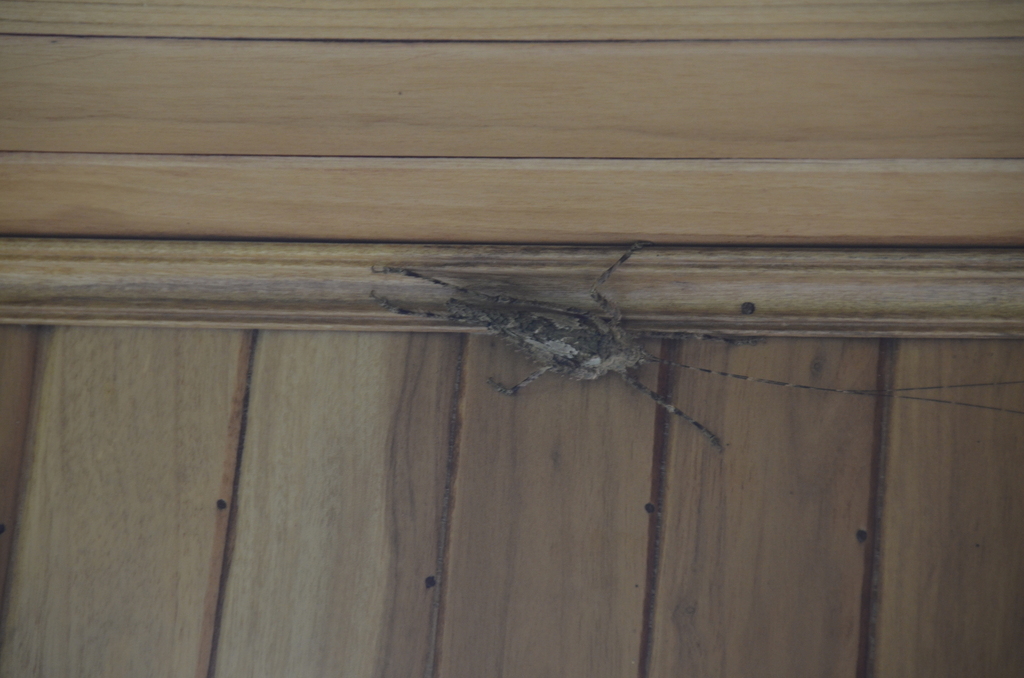 Haemodiasma tessellata from Puntarenas Province, Monteverde, Costa Rica ...