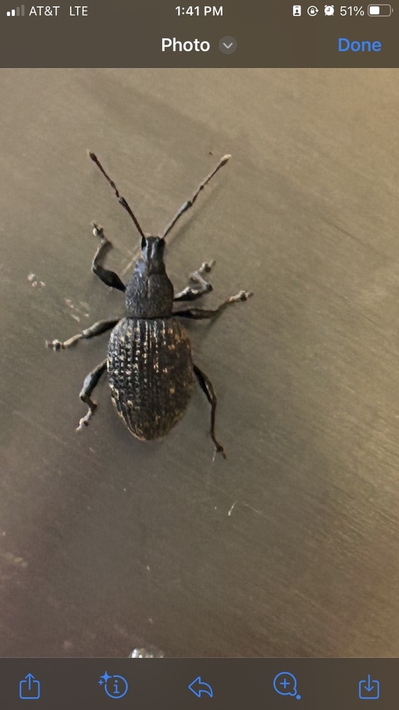 Black Vine Weevil from Main St, Fabius, NY, US on March 15, 2024 at 01: ...