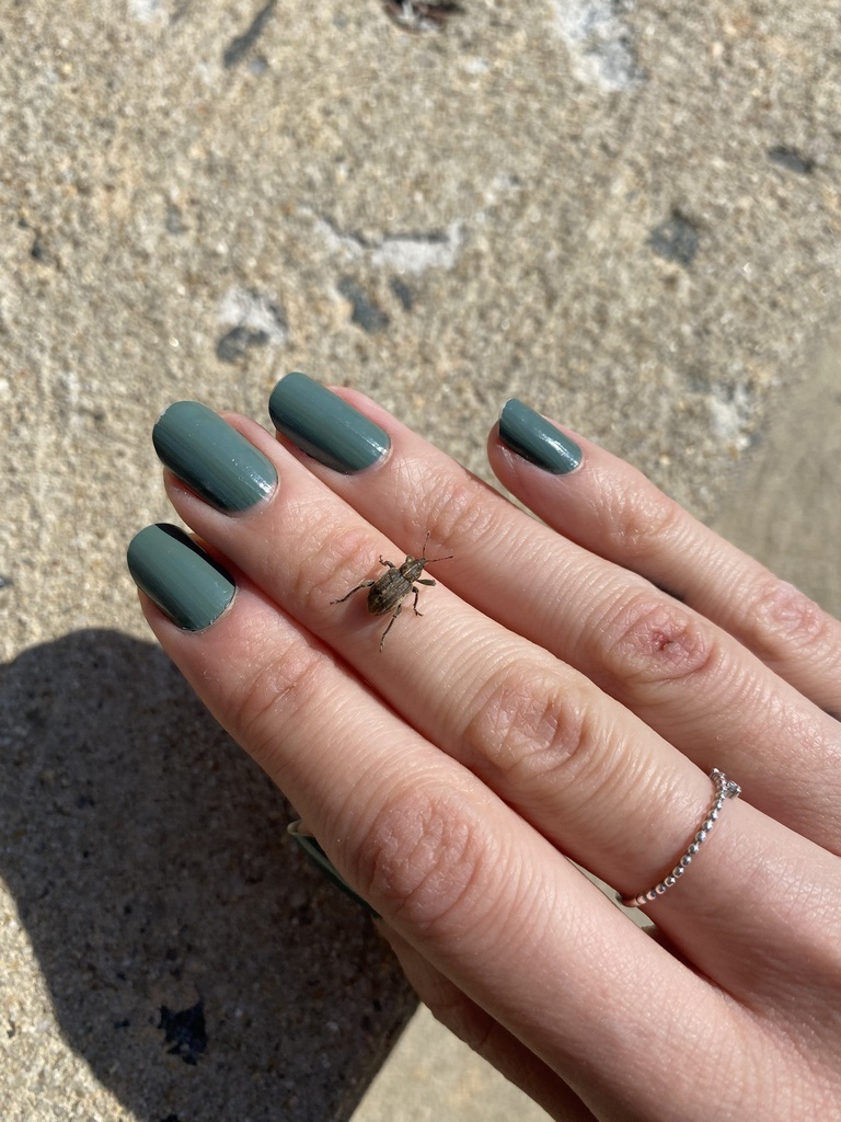 Clover Leaf Weevil from Rutgers University, New Brunswick, NJ, US on ...