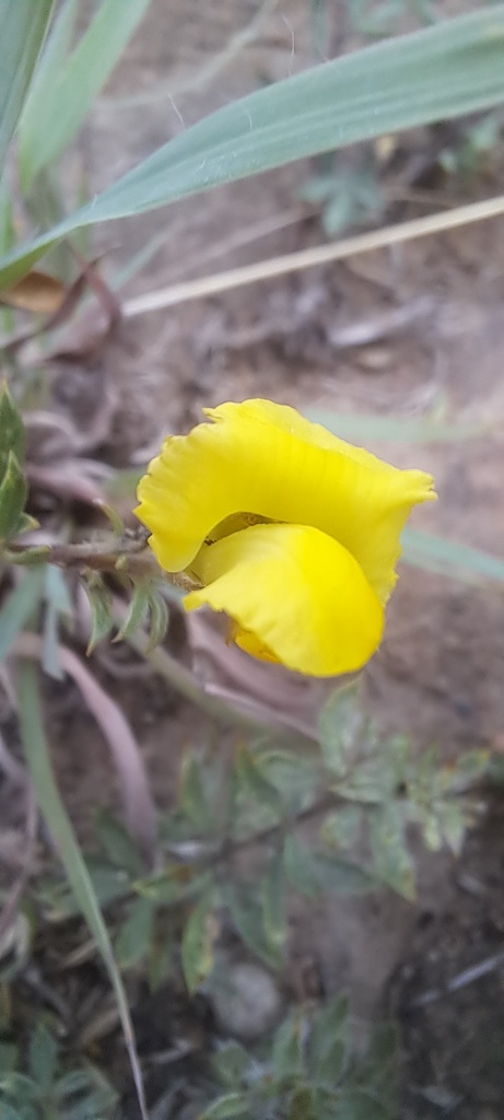 Frilly Pea from Zululand District Municipality, South Africa on March ...