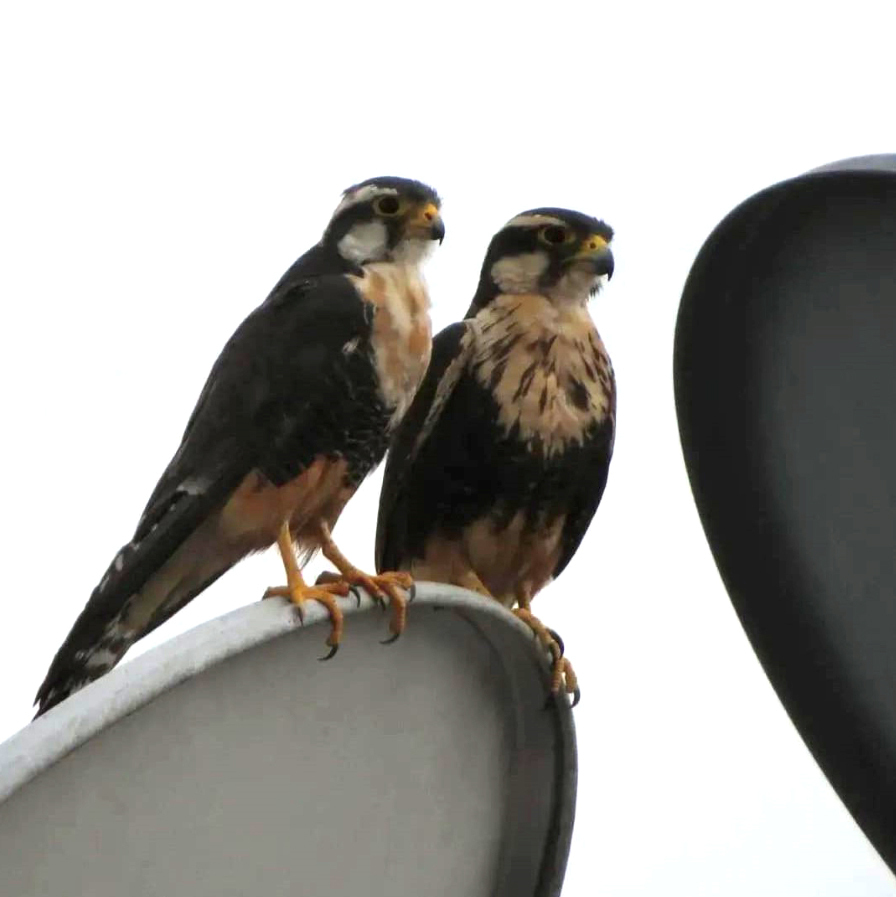 Aplomado Falcon from Comuna 7 La Ciudadela, La Concordia, Bucaramanga ...