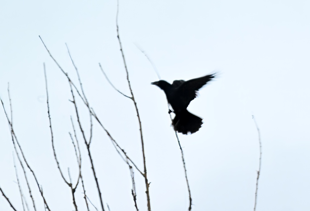 Carrion Crow from Vernon, France on December 19, 2023 at 12:13 PM by ...