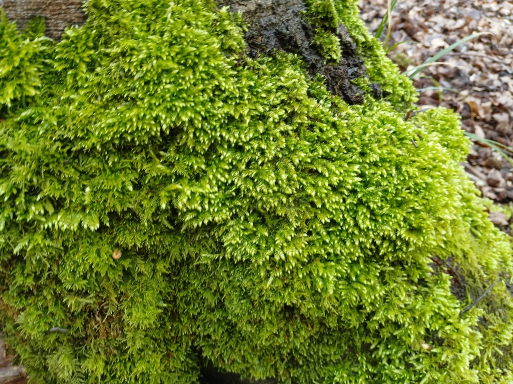 Rough-stalked Feather-moss from Hampshire, UK on March 15, 2024 at 09: ...