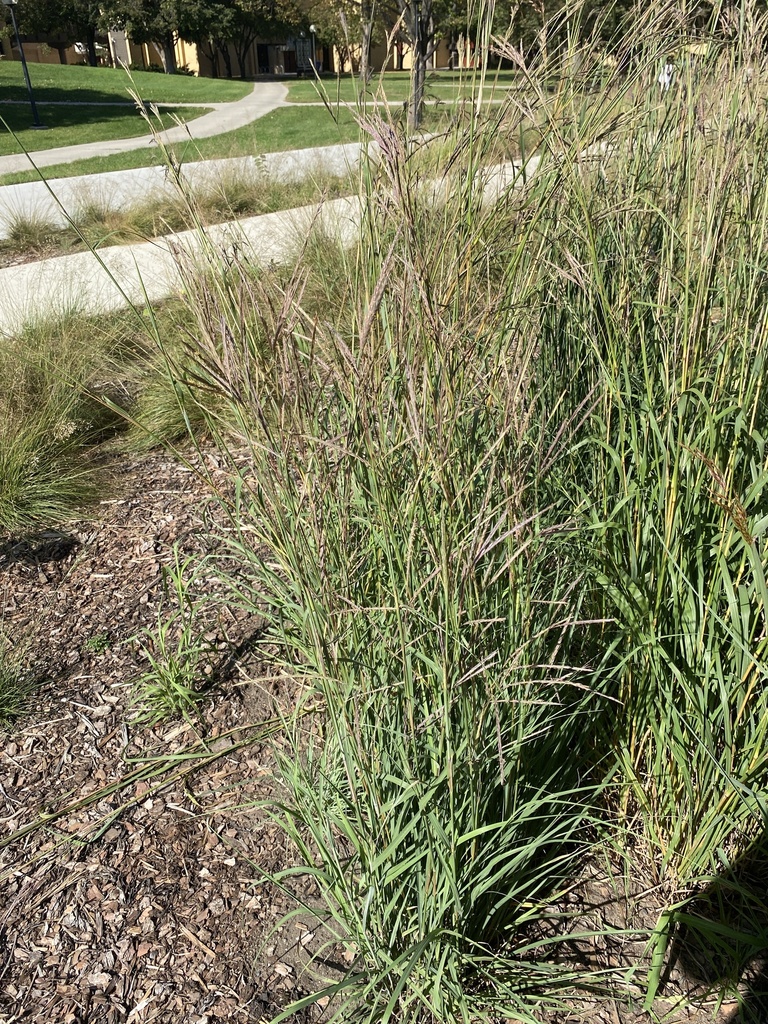 big bluestem from Concordia College, Moorhead, MN, US on October 2 ...