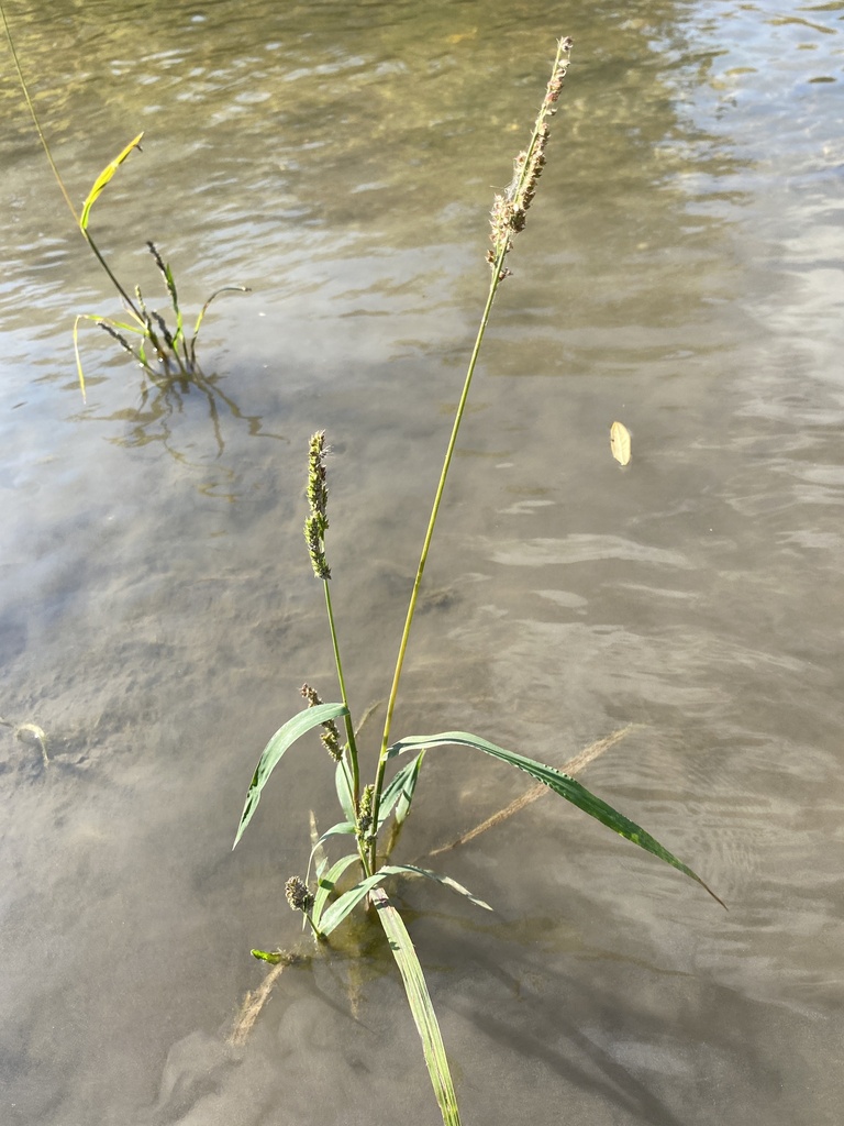 barnyardgrass from 15th Ave N, Glyndon, MN, US on October 2, 2023 at 03 ...