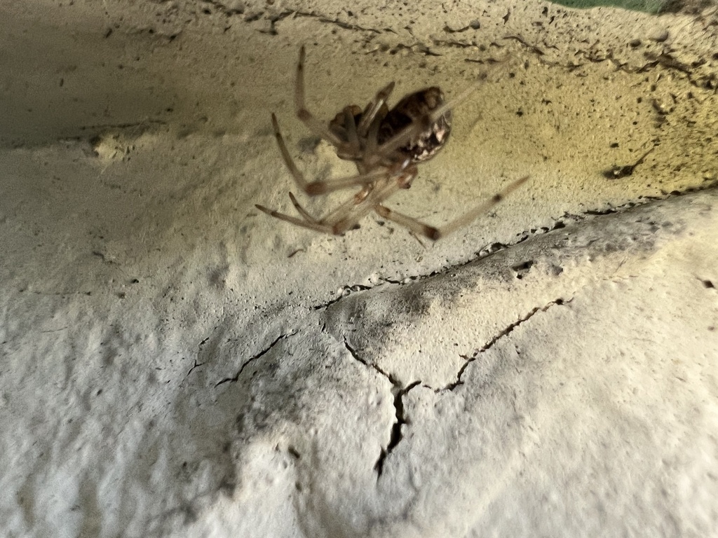 Comb-footed Spiders from Rancho Los Cerritos Historic Site, Long Beach ...