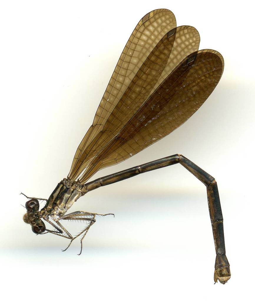 Smoky-winged Dancer (Dragonflies and Damselflies of Alabama) · iNaturalist