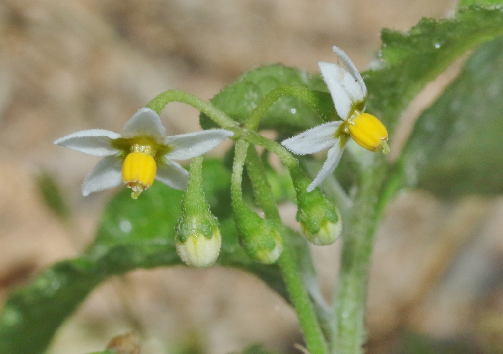 red nightshade from Hadibu, Yemen on February 3, 2024 at 09:07 AM by ...