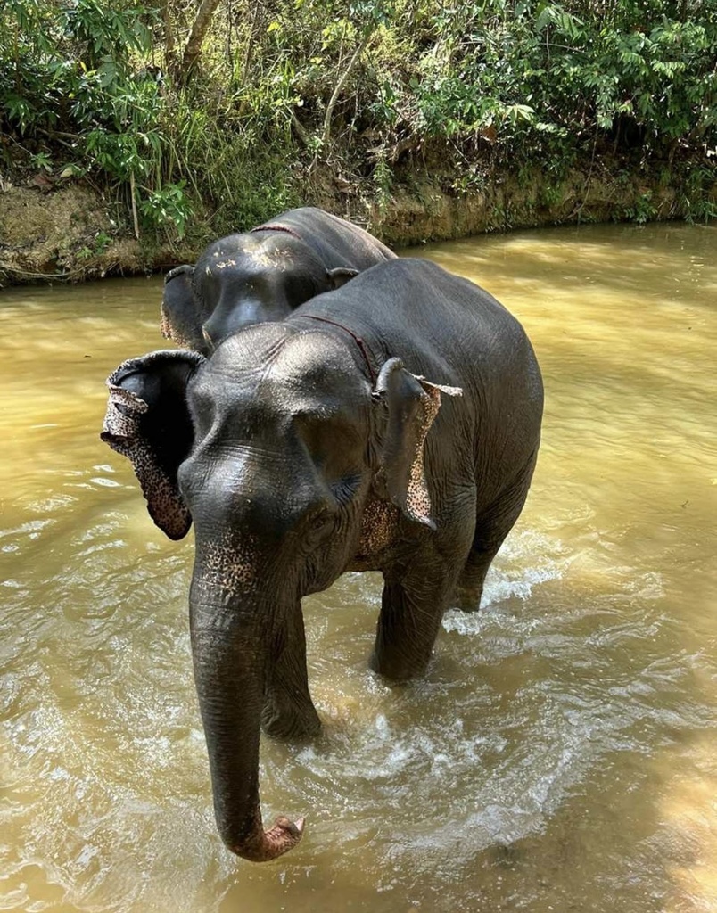 Asian Elephant in March 2024 by larakue07 · iNaturalist