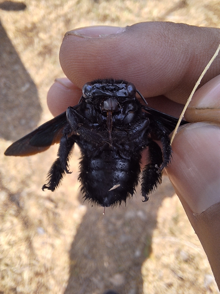 Large Carpenter Bees from 97690 Sotuta, Yuc., México on March 15, 2024 ...