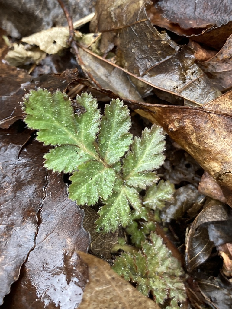 white avens from Lynnwood Ct, Schenectady, NY, US on March 15, 2024 at ...