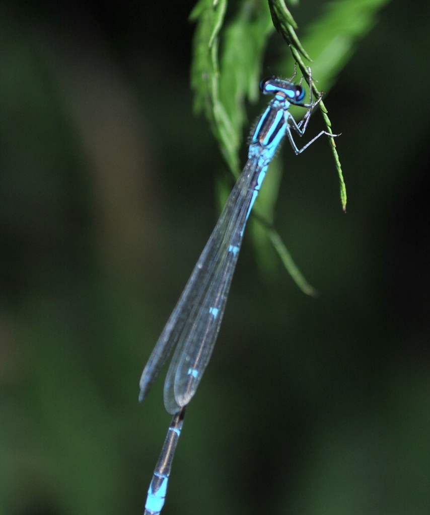 Stream Bluet (Dragonflies and Damselflies of Alabama) · iNaturalist