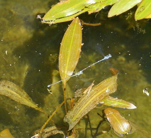 Stream Bluet (Dragonflies and Damselflies of Alabama) · iNaturalist