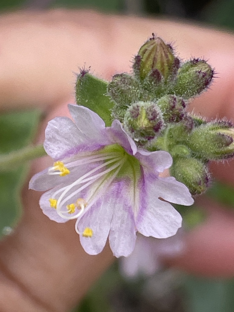Wishbone Bush from Pima County, AZ, USA on March 15, 2024 at 09:02 AM ...