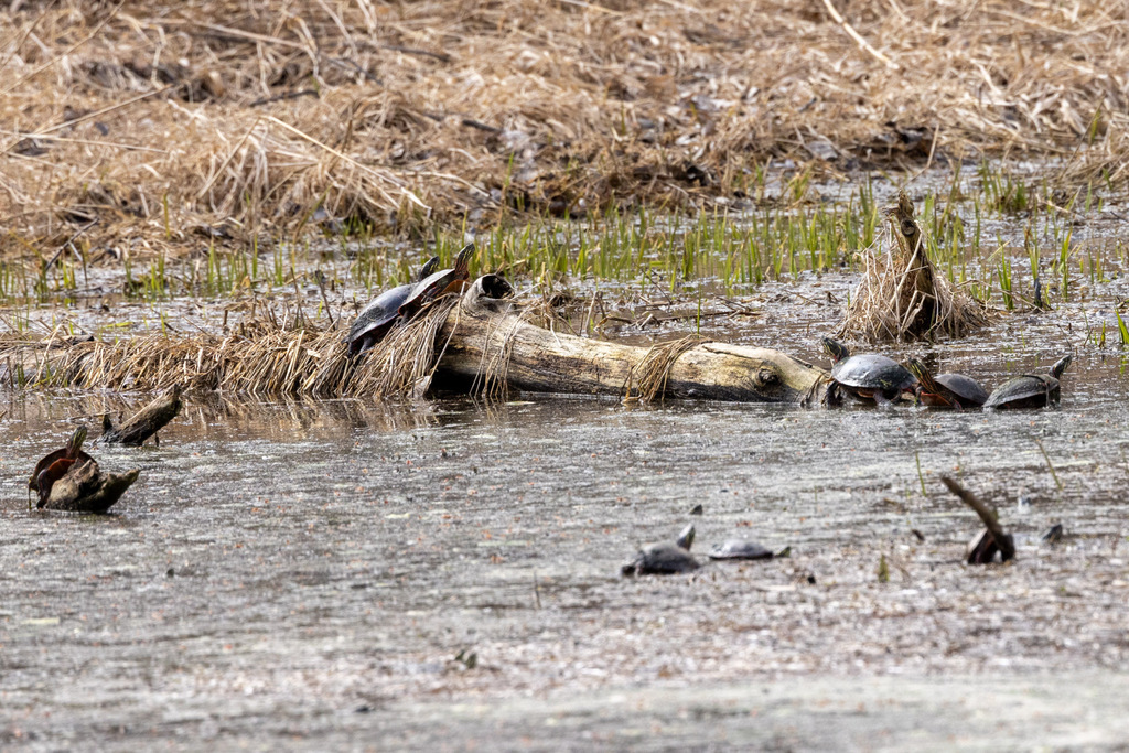 Painted Turtle from Waukesha County, WI, USA on March 13, 2024 at 12:32 ...