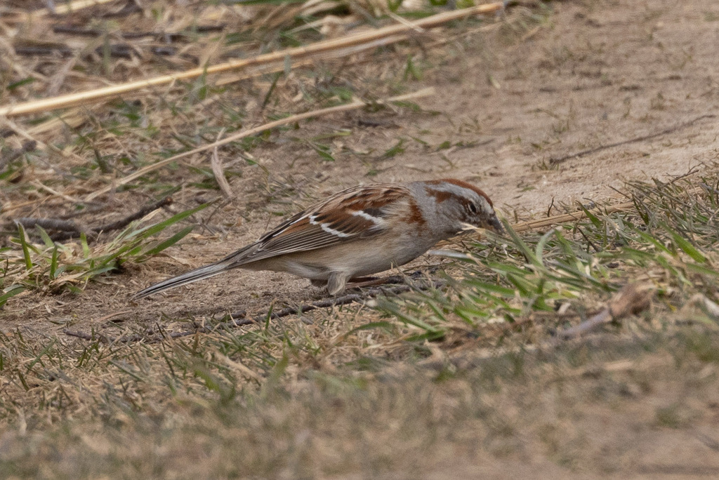 American Tree Sparrow from Waukesha County, WI, USA on March 13, 2024 ...