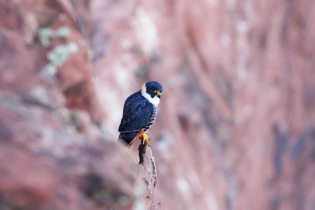 Bat Falcon from Canudos - State of Bahia, Brazil on August 13, 2019 at ...
