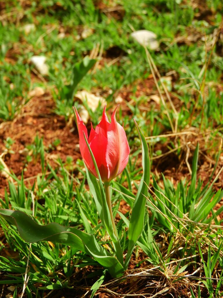 Eyed Tulip from Masyaf, Syria on March 15, 2024 at 02:52 PM by Humam ...